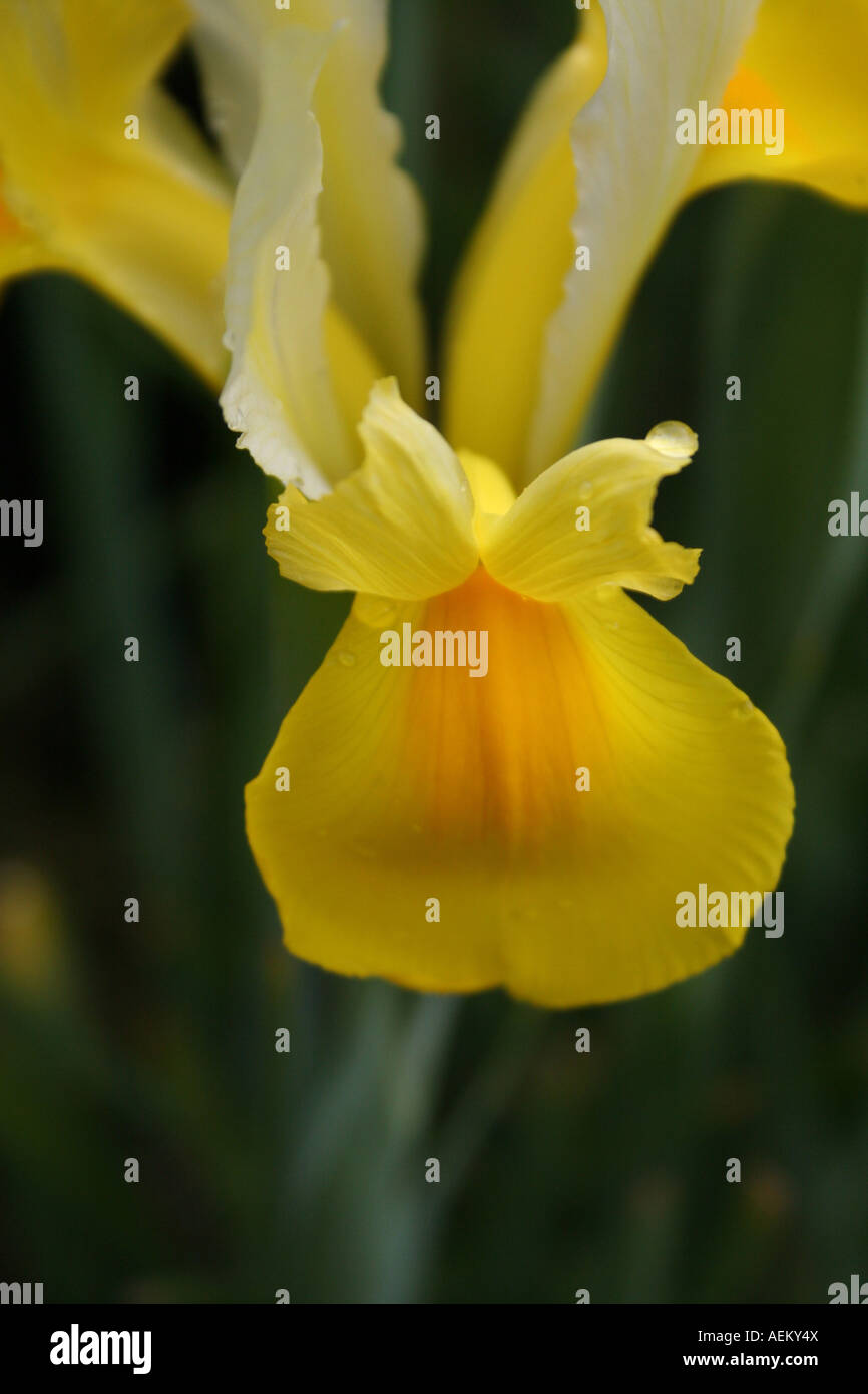 Iris bulbous hi-res stock photography and images - Alamy