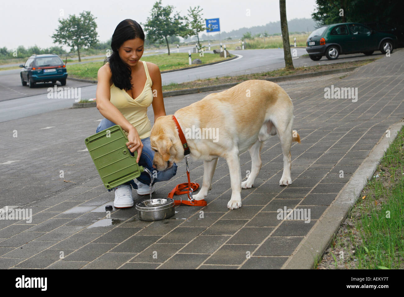 Labrador Retriever - drinking Stock Photo - Alamy