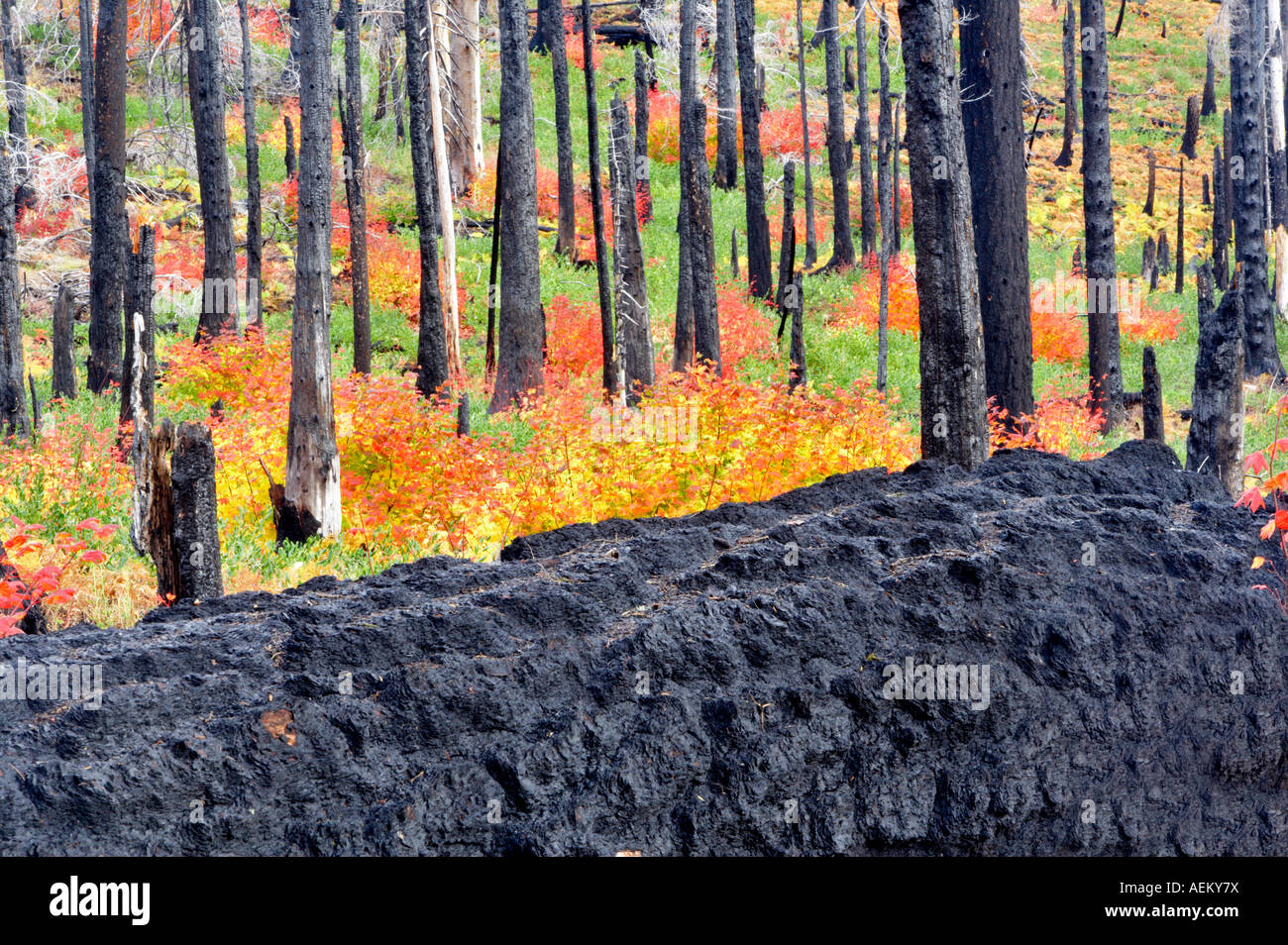 Burned deciduous tree hi-res stock photography and images - Alamy