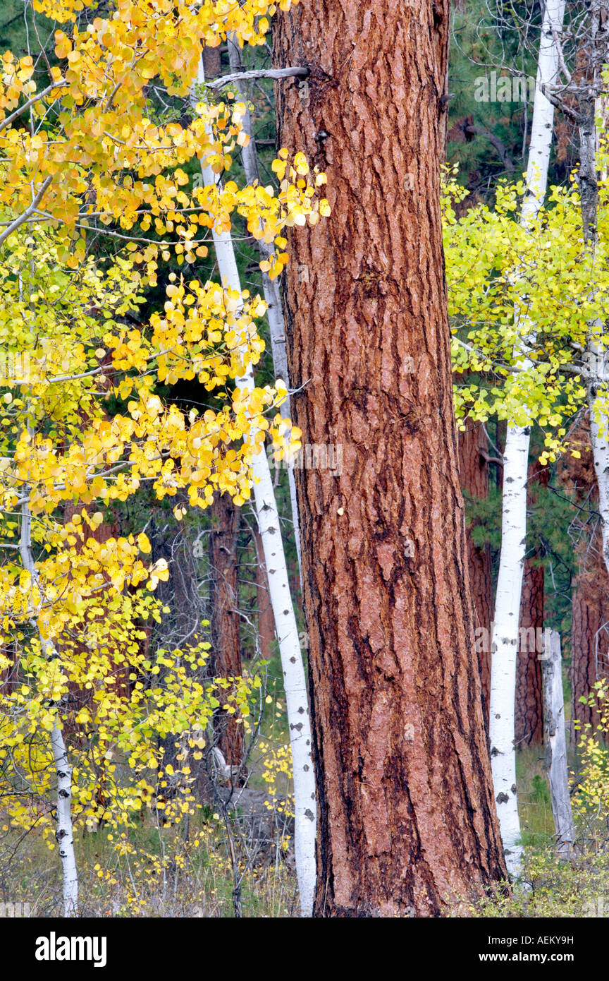 Fall colored aspens and Ponderosa Pine trunks at Black Butte Ranch ...
