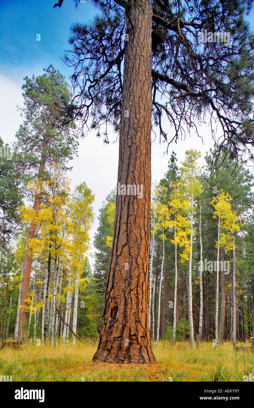 Ponderosa Pine tree with fall colored aspends Forest near Sisters ...