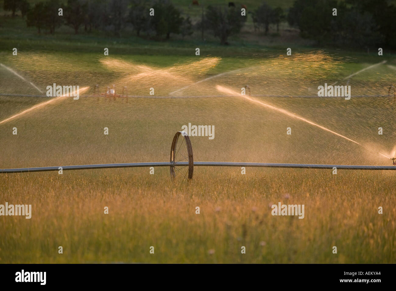 Water sprinkling system hi-res stock photography and images - Alamy