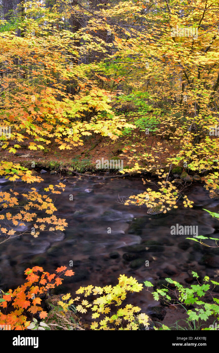 Vine maple tree hi-res stock photography and images - Alamy