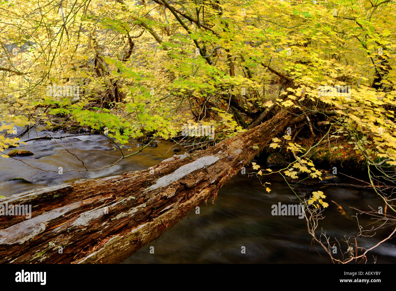 Fall colored Vine Maple trees with dead tree and Lake Creek Central ...