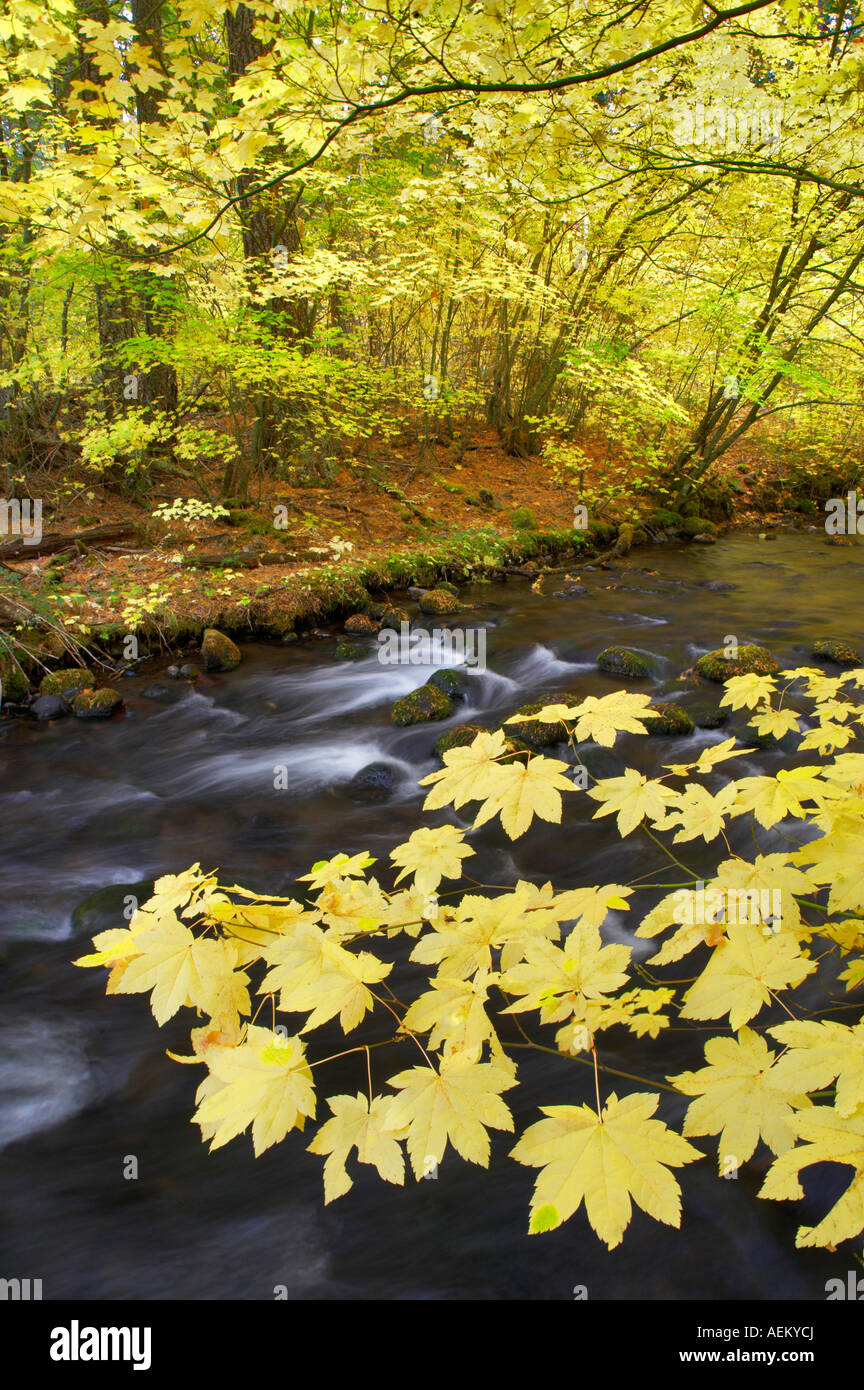 Fall colored Vine Maple trees and Lake Creek Central Oregon Stock Photo ...