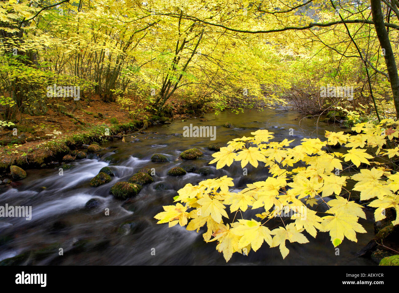 Fall colored Vine Maple trees and Lake Creek Central Oregon Stock Photo ...
