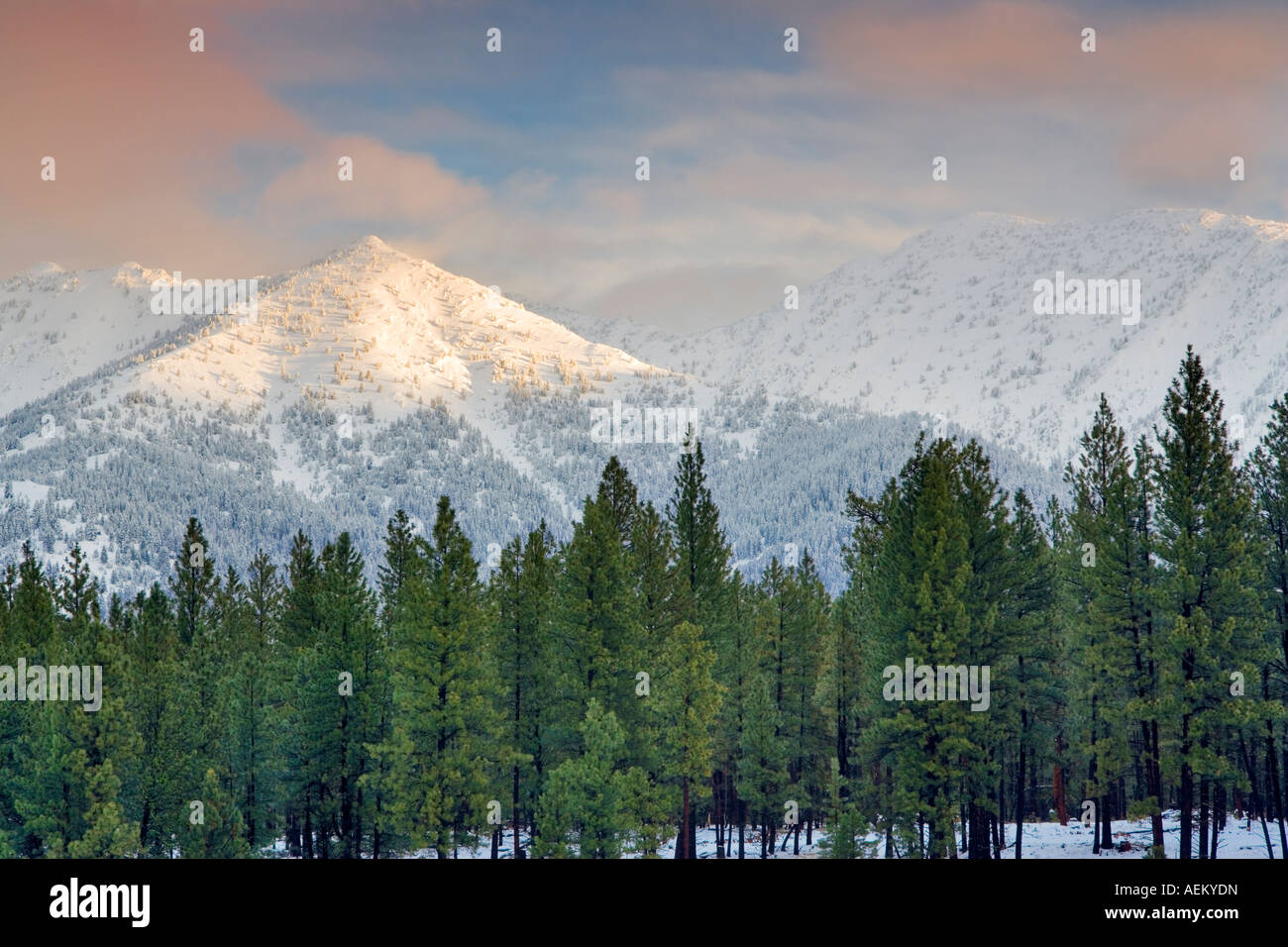 Elkhorn range hi-res stock photography and images - Alamy