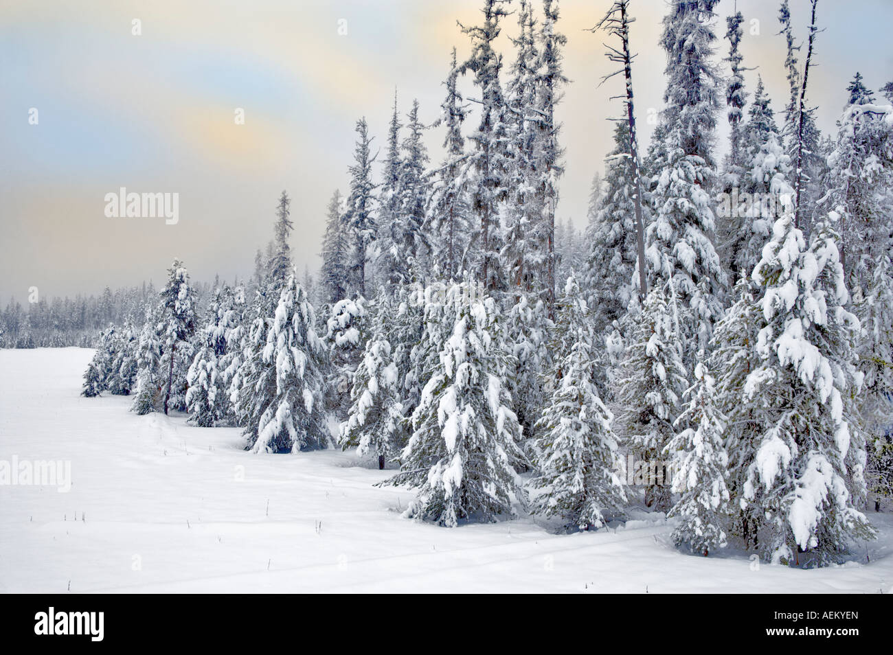 Snow covered forest on the Elkhorn Drive National Scenic Byway with ...