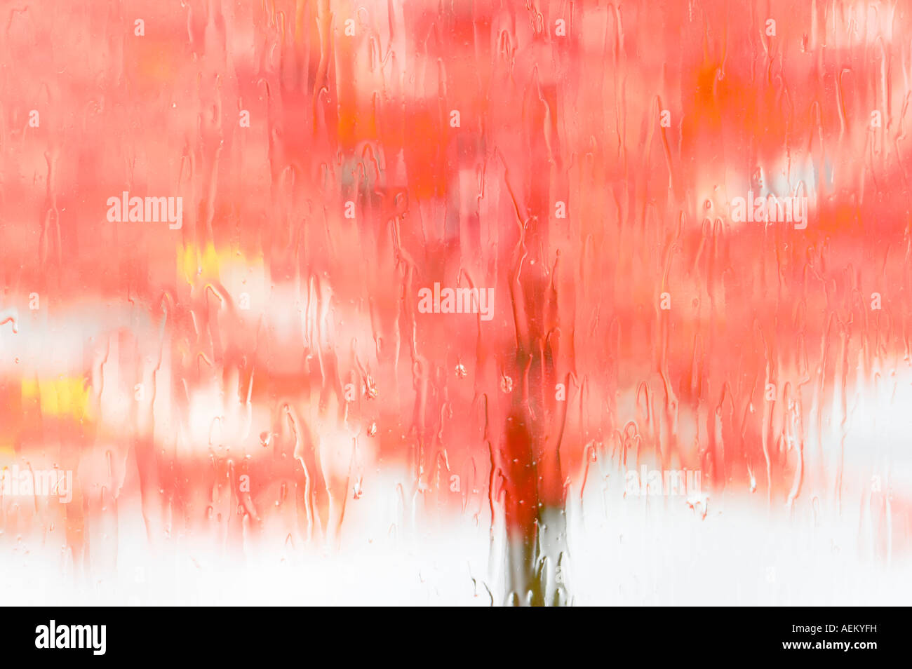 Fall colored maple tree through rainy window Stock Photo - Alamy