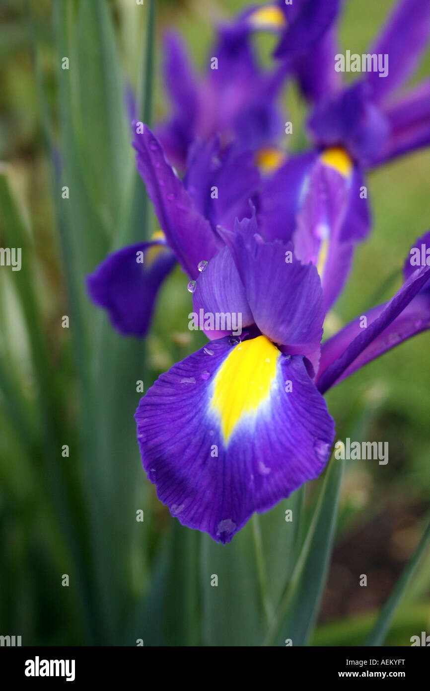 IRIS BLUE MAGIC. IRIDACEAE Stock Photo - Alamy