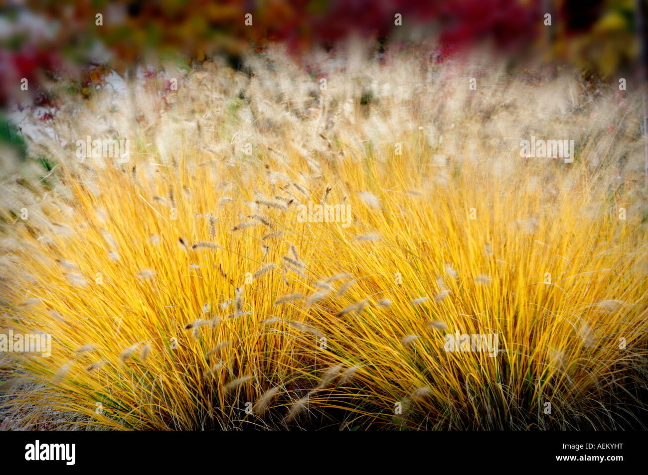 Fall colored grasses blowing in the wind Stock Photo - Alamy