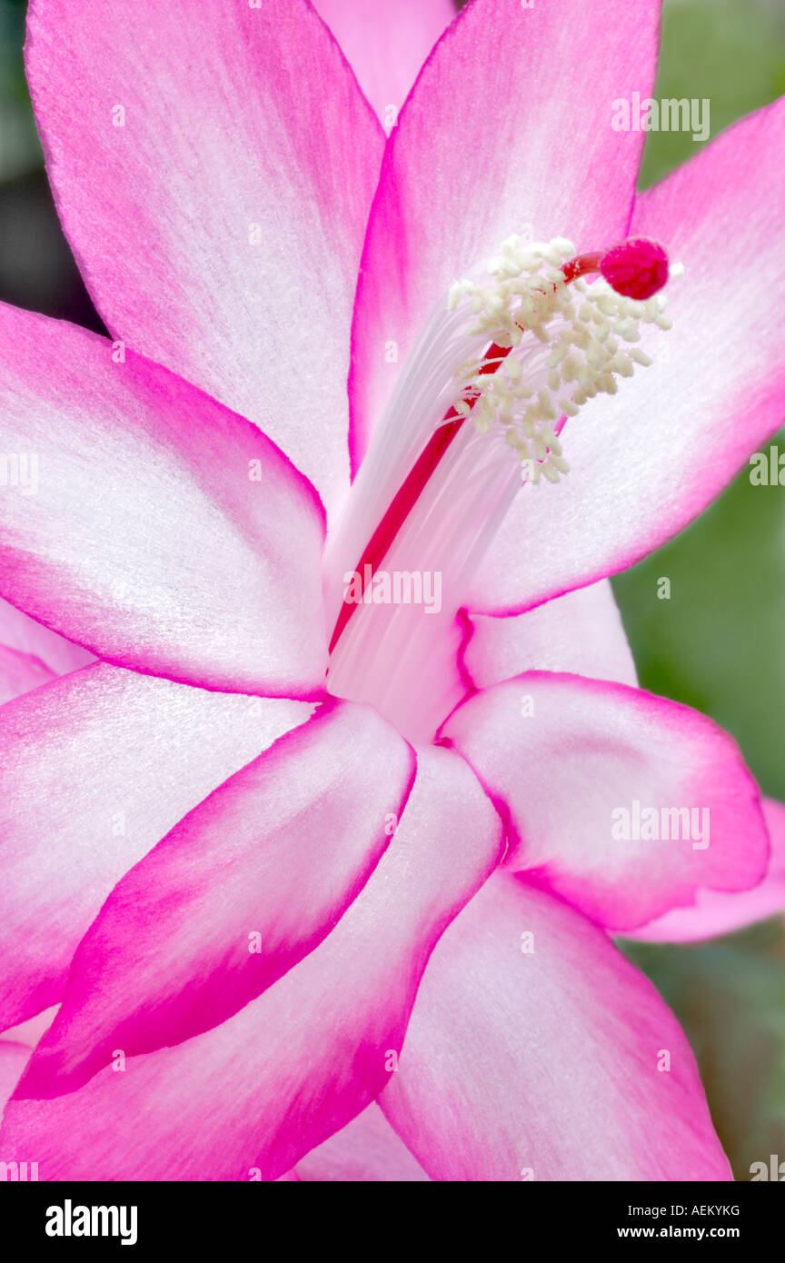 Plant of thor hi-res stock photography and images - Alamy