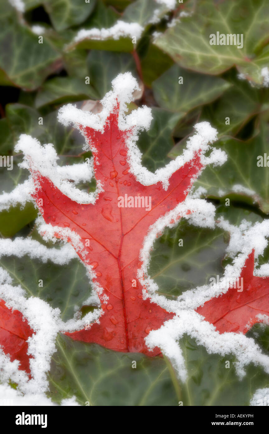 Oak leaf with hoar frost Wilsonville Oregon Stock Photo - Alamy