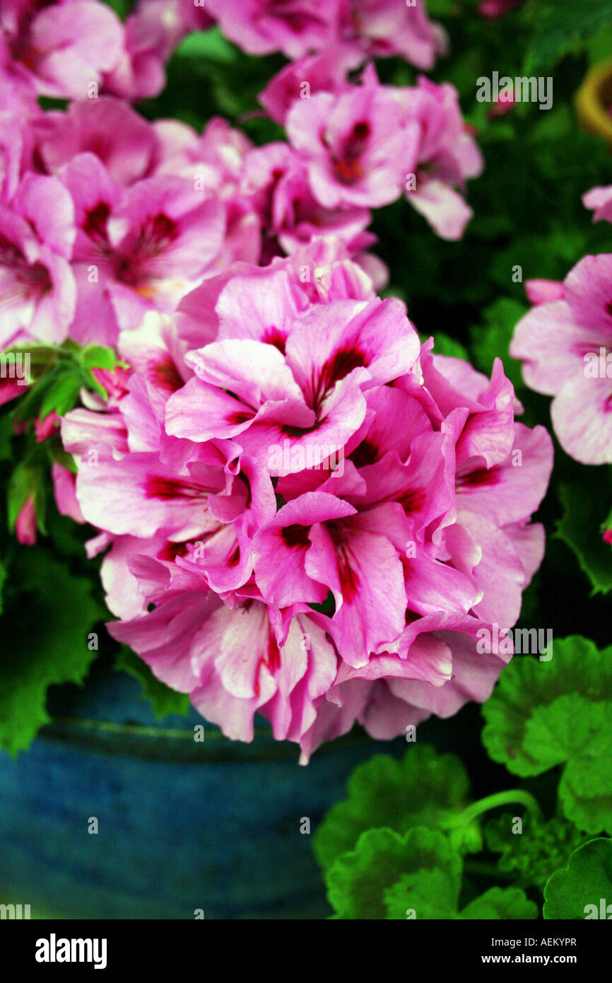 Pelargonium zonal leaf hi-res stock photography and images - Alamy
