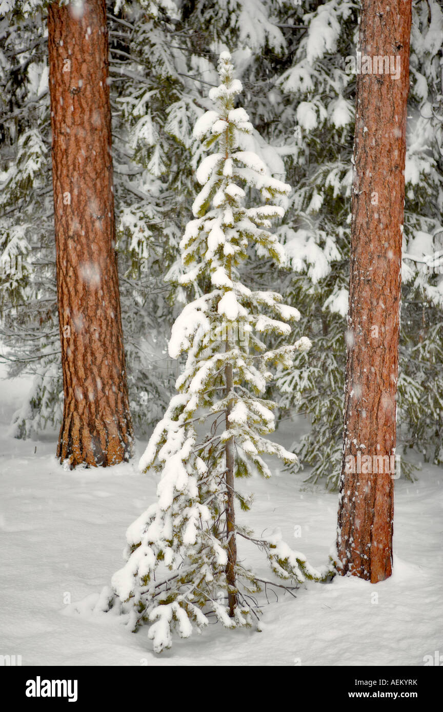 Snow with ponderosa pine trees Elkhorn Scenic Byway Oregon Stock Photo ...
