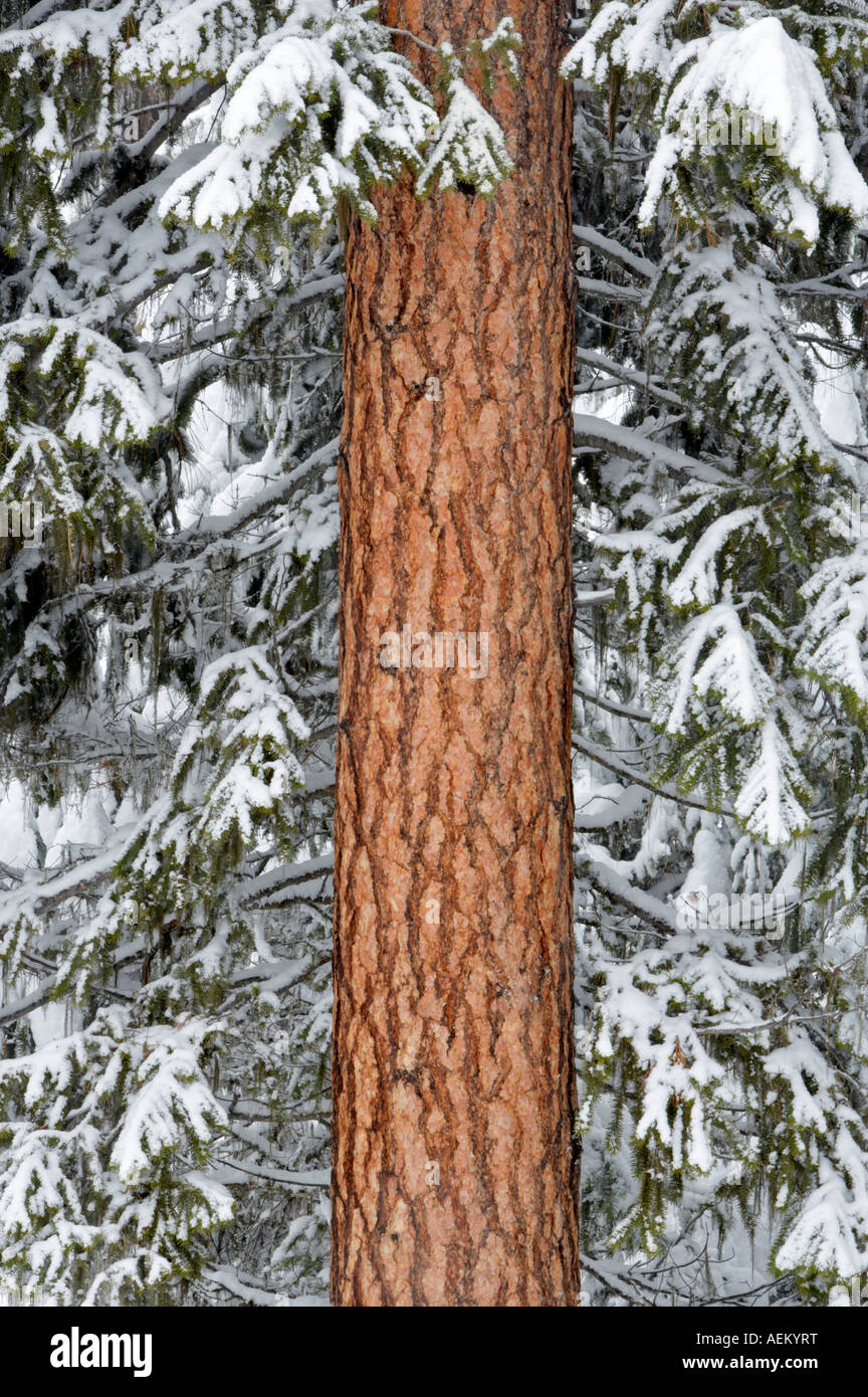 Snow with ponderosa pine trees Elkhorn Scenic Byway Oregon Stock Photo ...