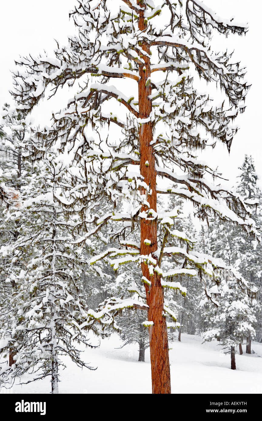 Snow with ponderosa pine trees Elkhorn Scenic Byway Oregon Stock Photo ...