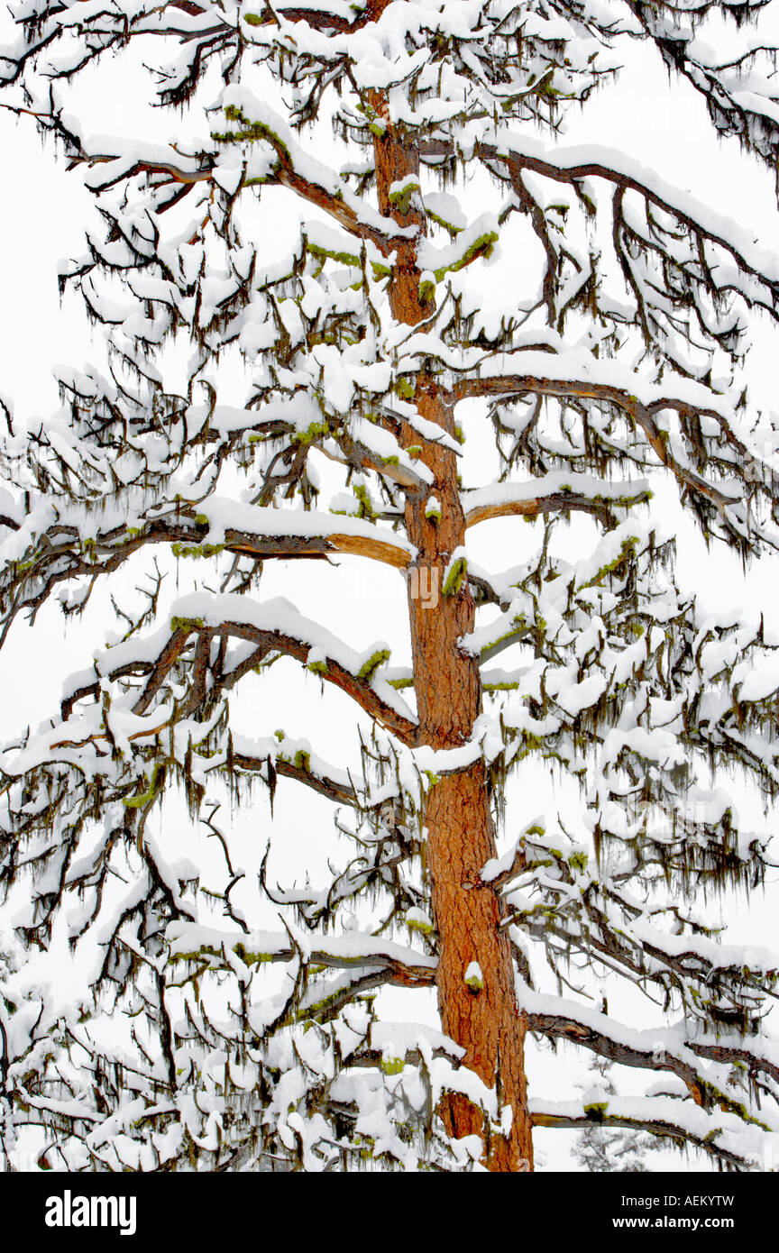 Snow with ponderosa pine trees Elkhorn Scenic Byway Oregon Stock Photo ...