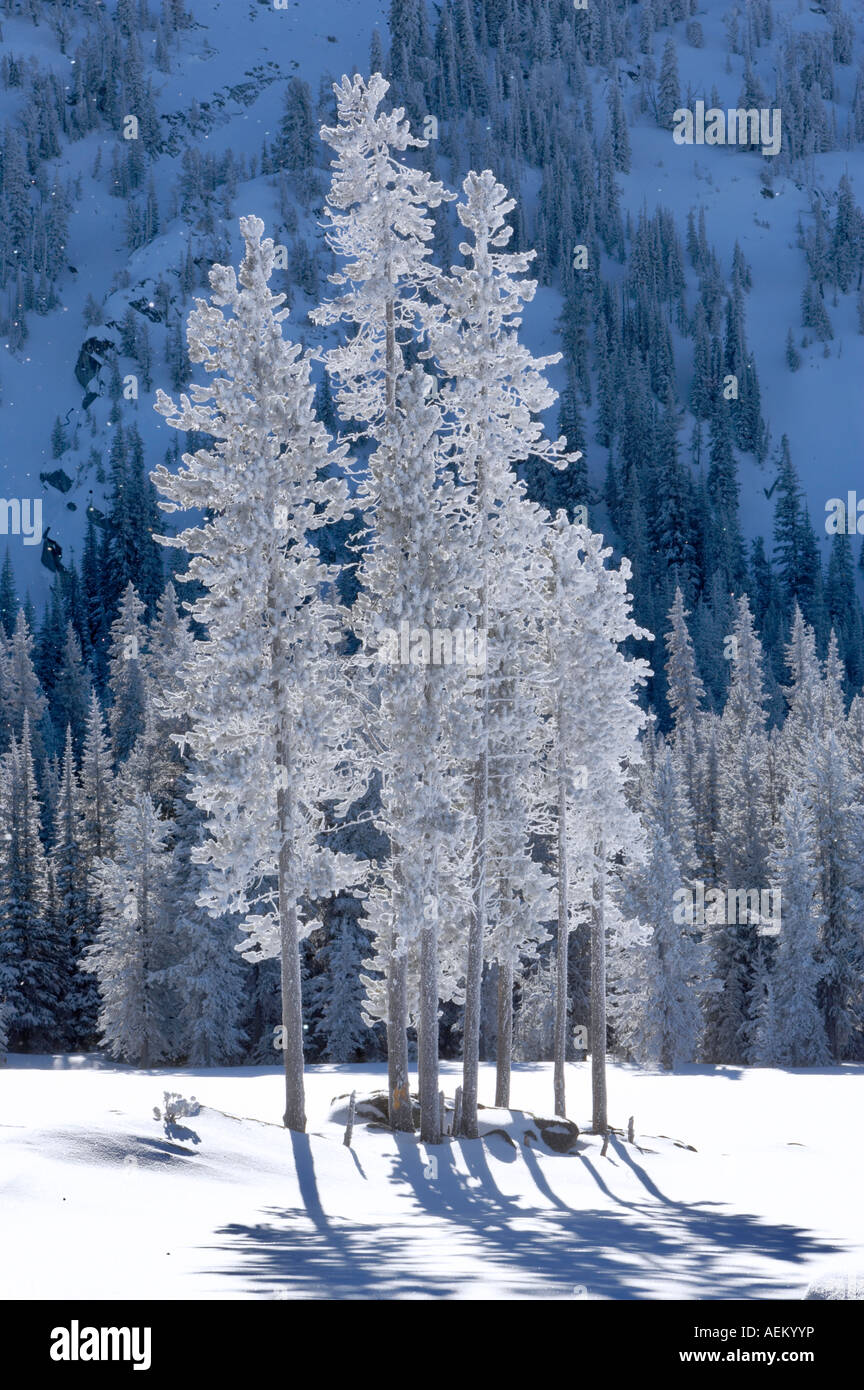 Hoar frost on trees near Anthony Lakes Oregon Stock Photo - Alamy