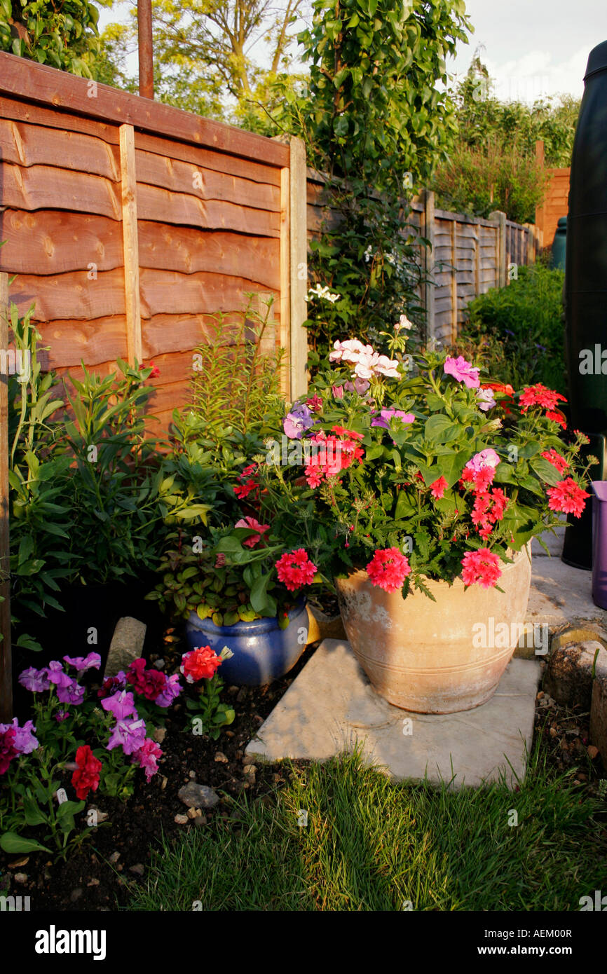 SUMMER CONTAINER WITH SCARLET TRAILING VERBENA. GLANDULARIA Stock Photo ...
