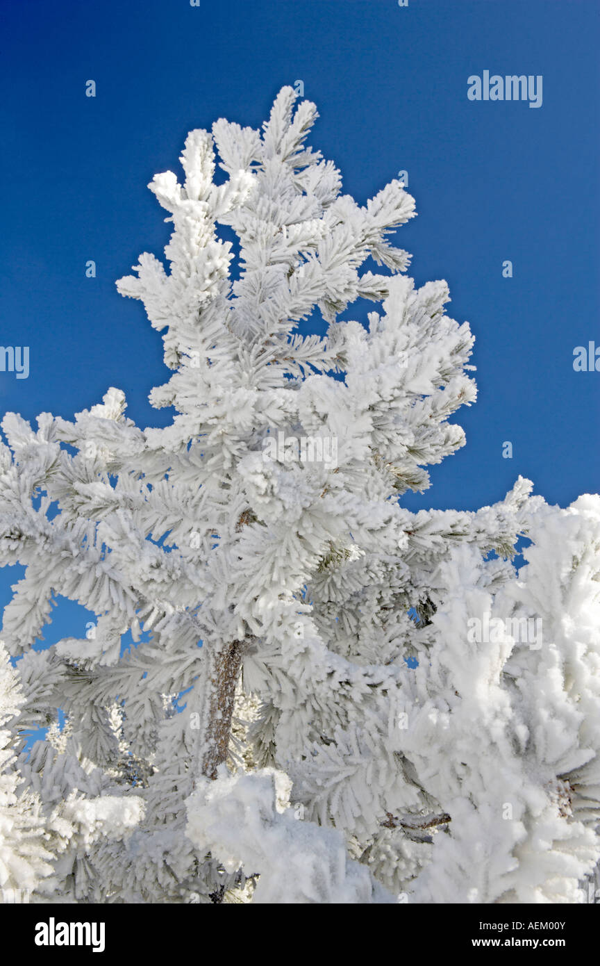 Hoar frost on tree near Anthony Lakes Oregon Stock Photo - Alamy