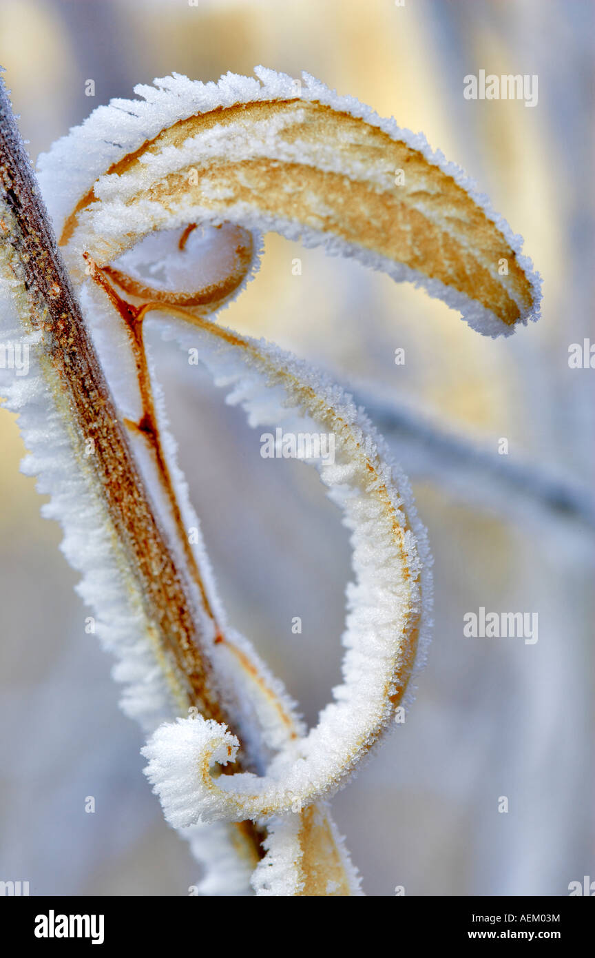 Hoar frost on willow leaf at Snively Hot Spring Owyhee River Oregon ...