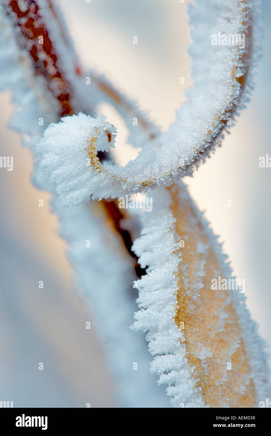 Hoar frost on willow leaf at Snively Hot Spring Owyhee River Oregon ...