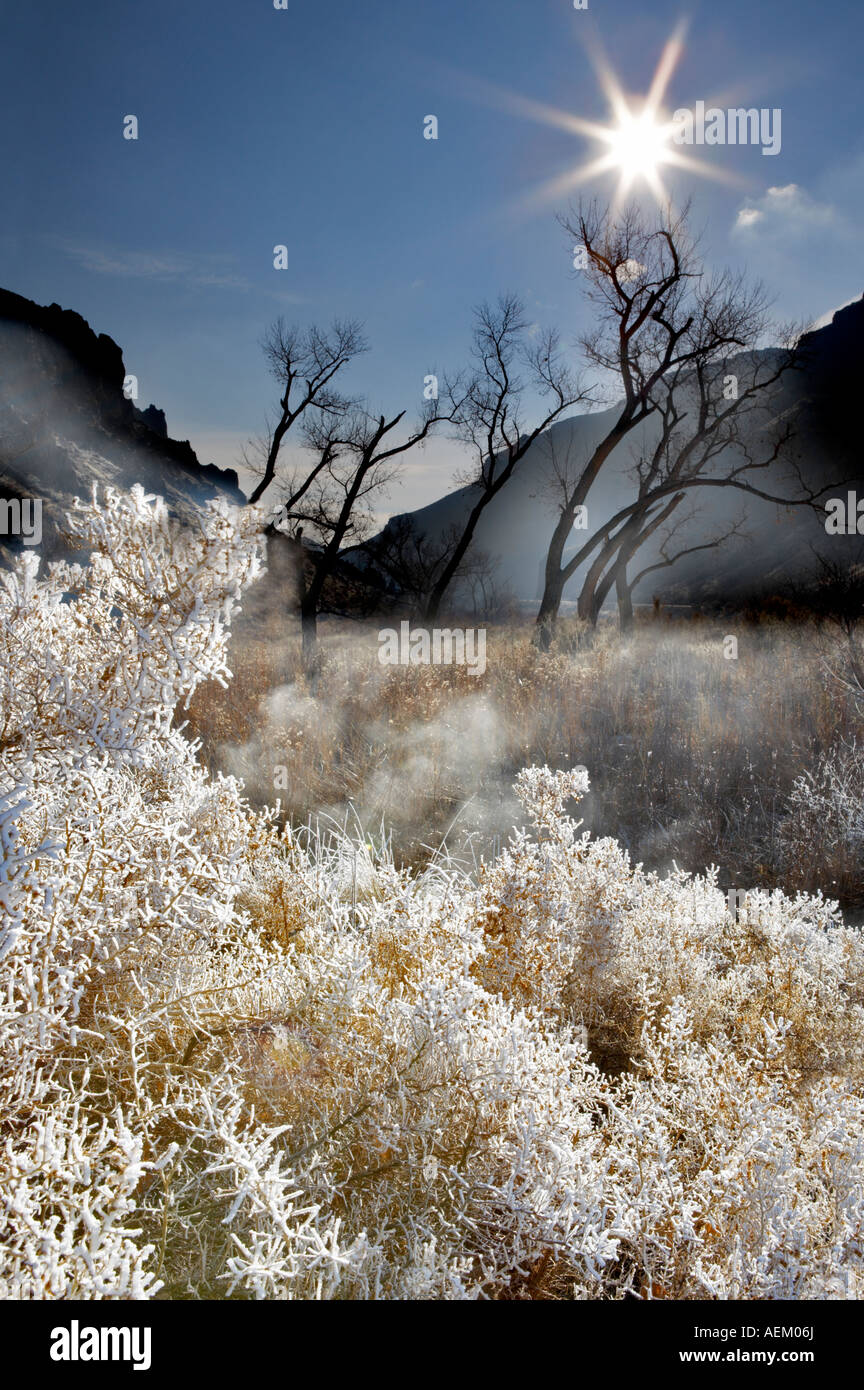 Hoar frost on plants with cottonwood trees with sun at Snively Hot ...