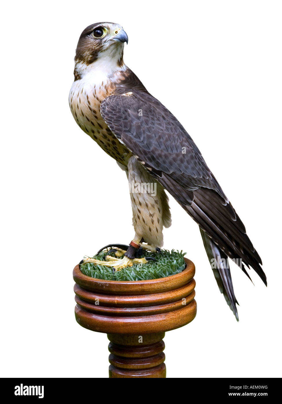 Medieval hunt falcon hi-res stock photography and images - Alamy