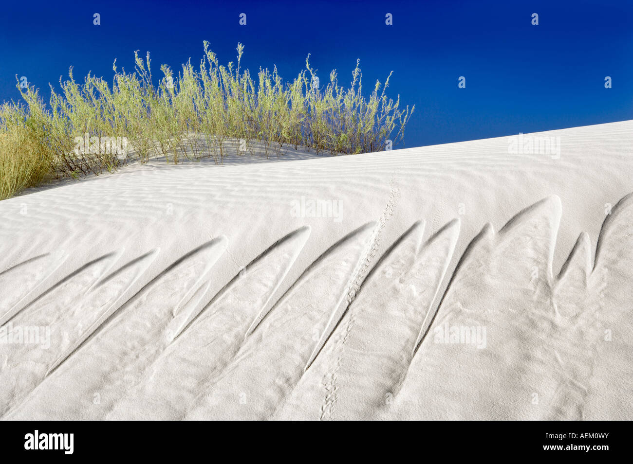 Sand slide with animal tracks White Sands National Monument New Mexico ...