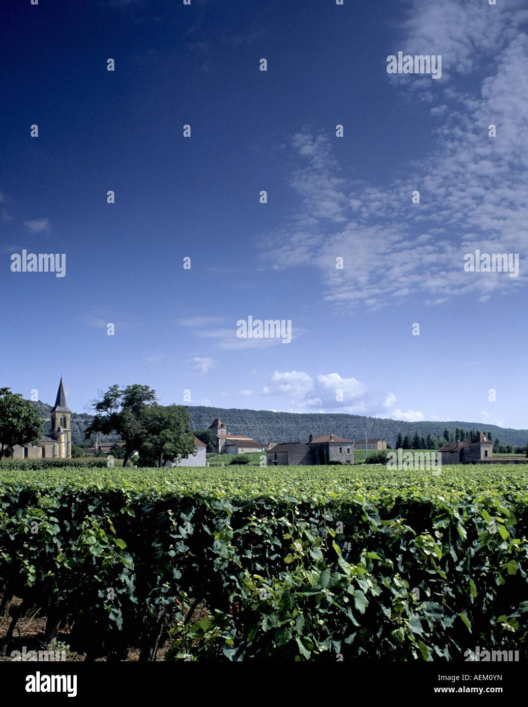 vineyard parnac lot valley midi pyrenees near cahors france europe ...