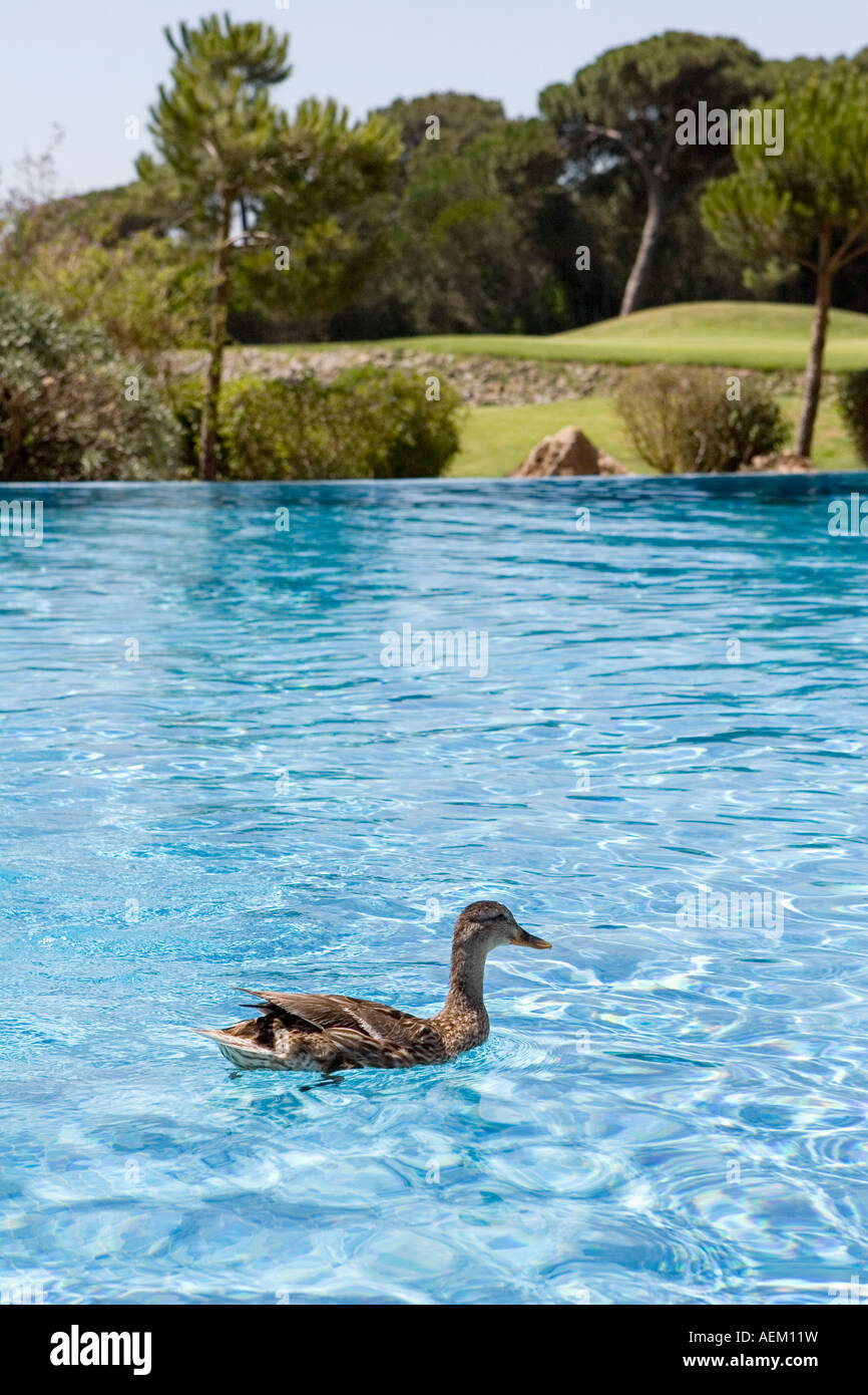 duck swimming on water Stock Photo - Alamy