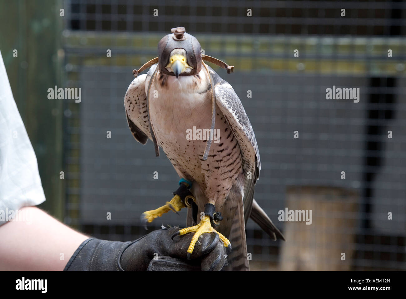 Falcon knight hi-res stock photography and images - Alamy