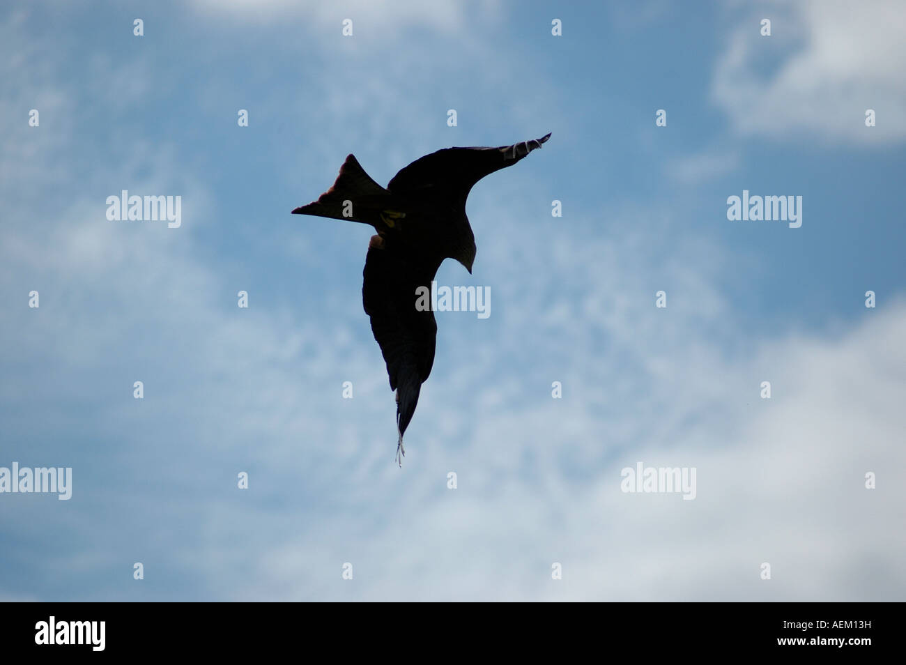 Flying bird side hi-res stock photography and images - Alamy