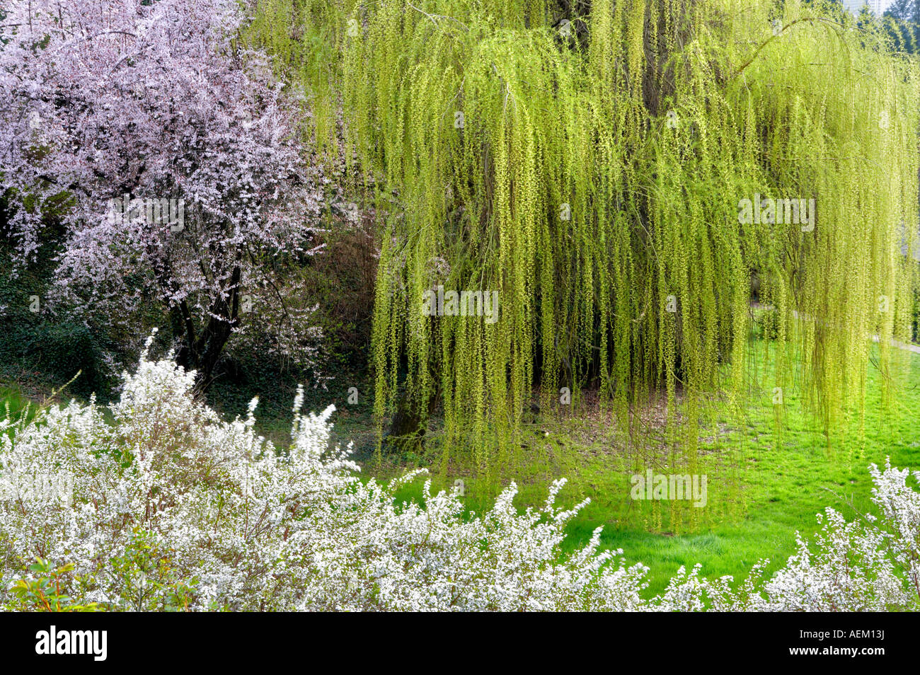 Cherry trees and weeping willow at Portland Rose Gardens Portland ...