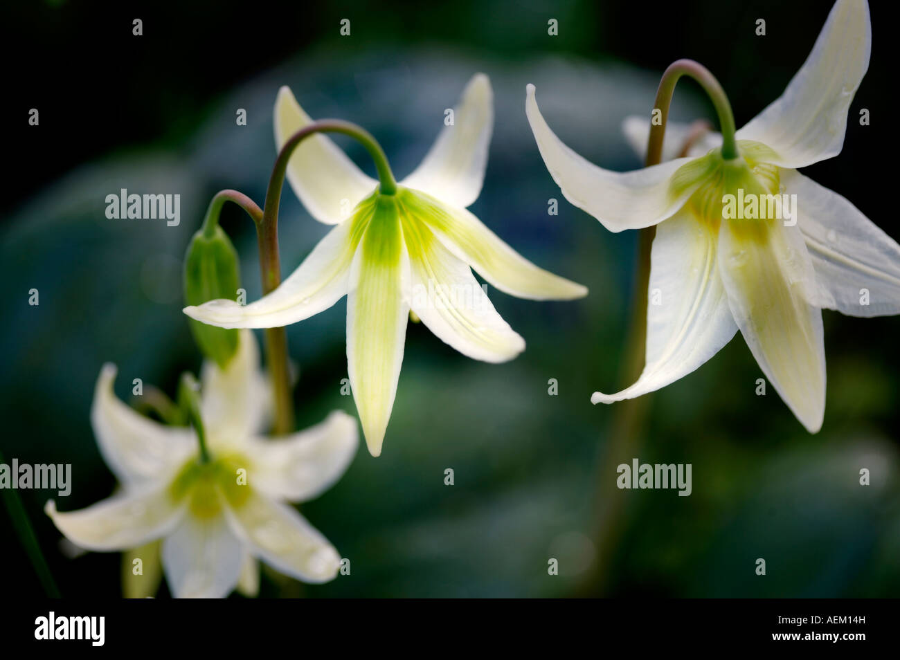 Bellfountain oregon hi-res stock photography and images - Alamy