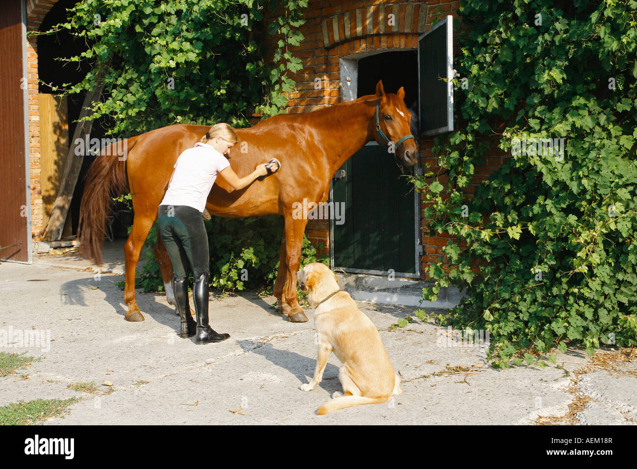 Labrador Retriever watching young woman and horse Stock Photo - Alamy