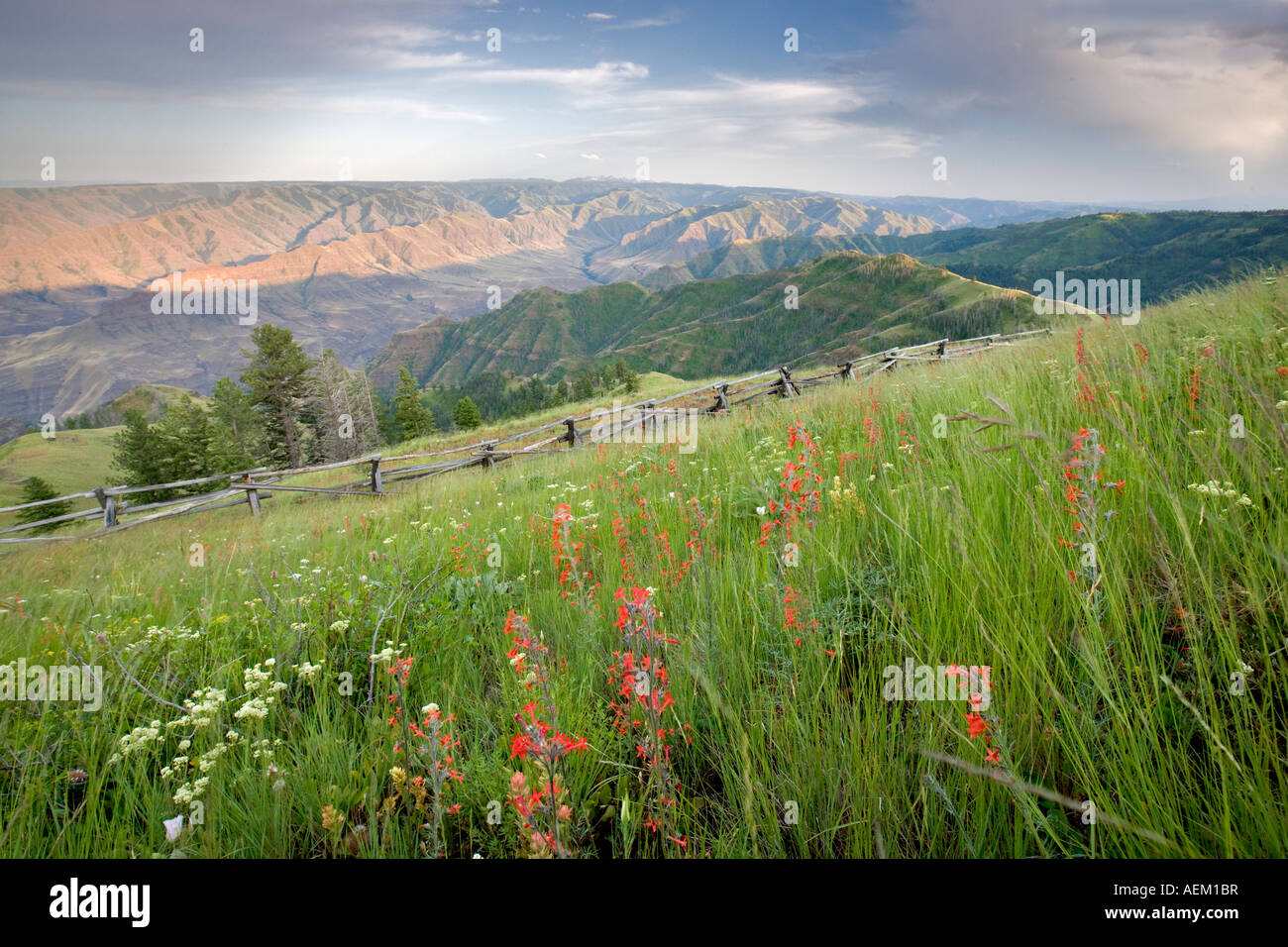 View from Buckhorn Overlook with wildflowers Hell s Canyon National ...