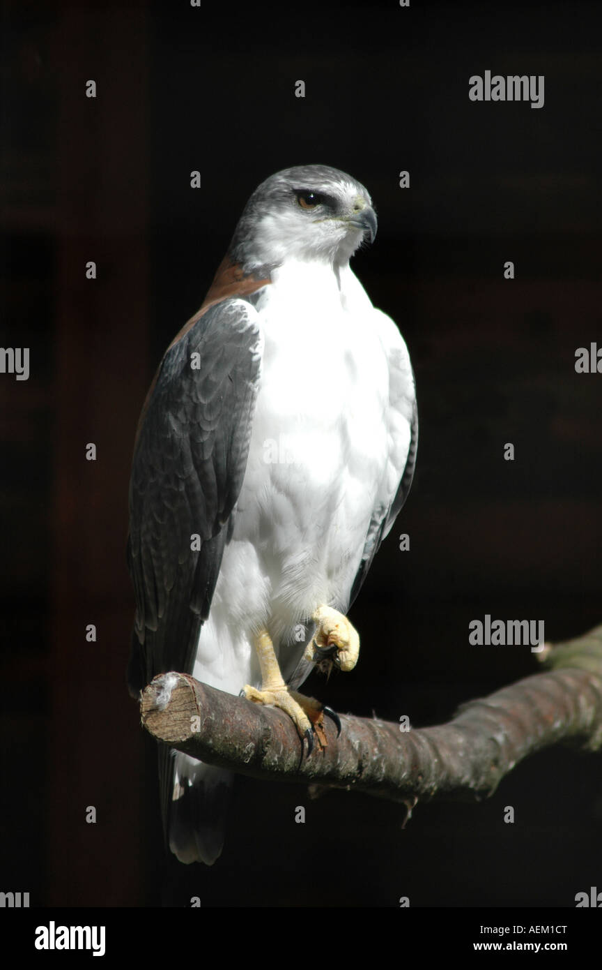 Bird of prey on perch Stock Photo - Alamy