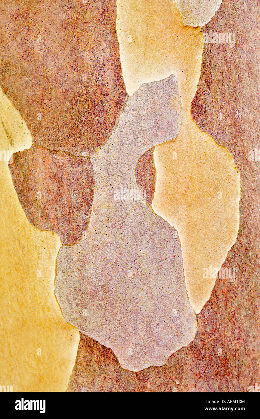 Stewartia pseudocamellia bark tree hi-res stock photography and images ...