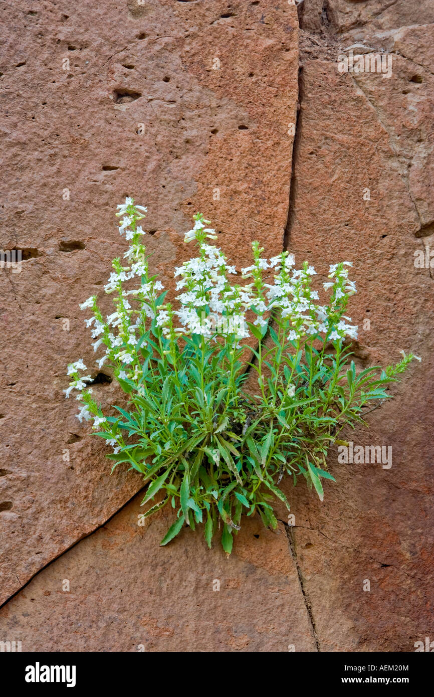 Hot rock penstemon hi-res stock photography and images - Alamy