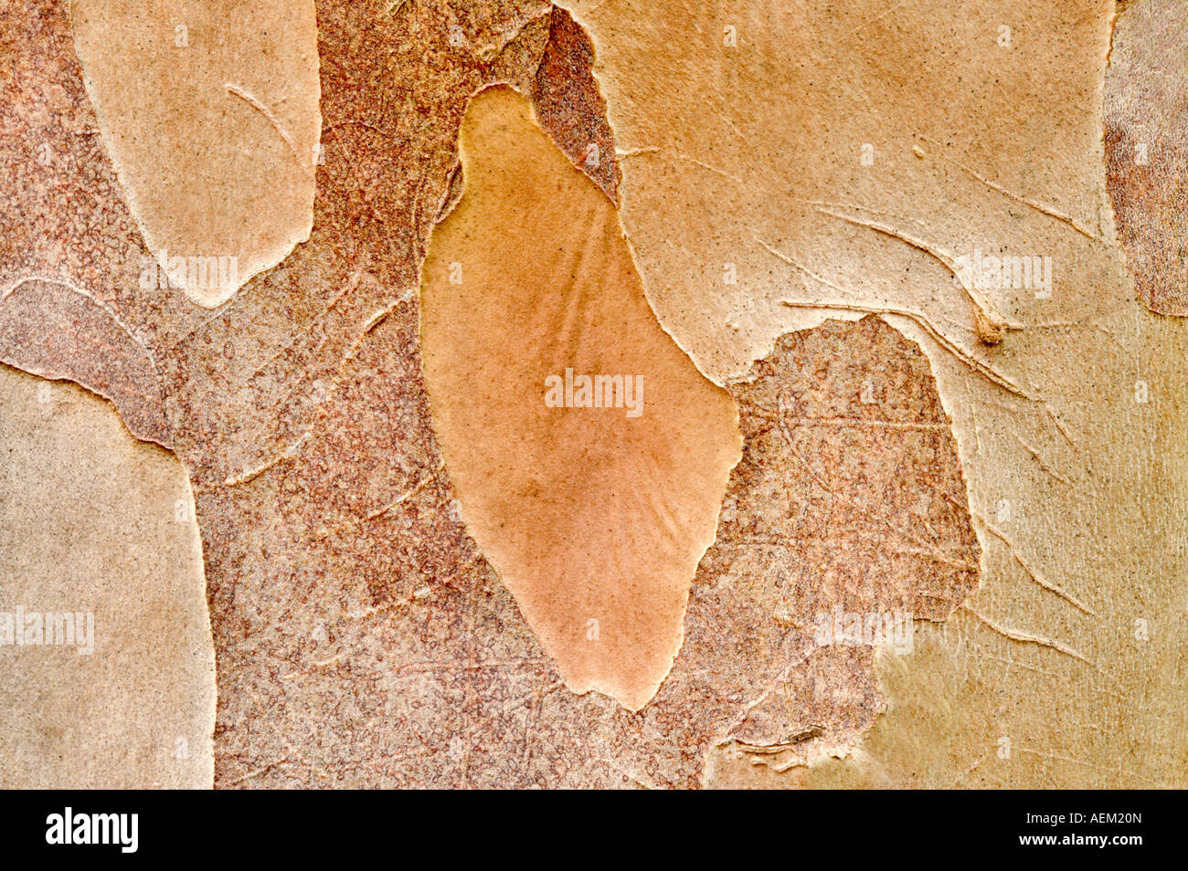 Stewartia pseudocamellia tree hi-res stock photography and images - Alamy