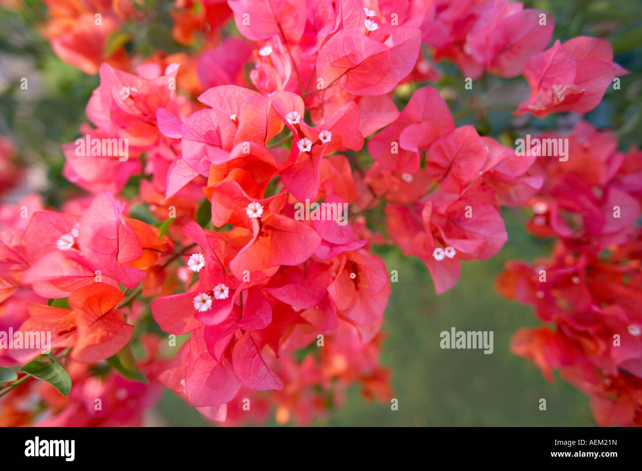 Bogenvia close up Stock Photo - Alamy