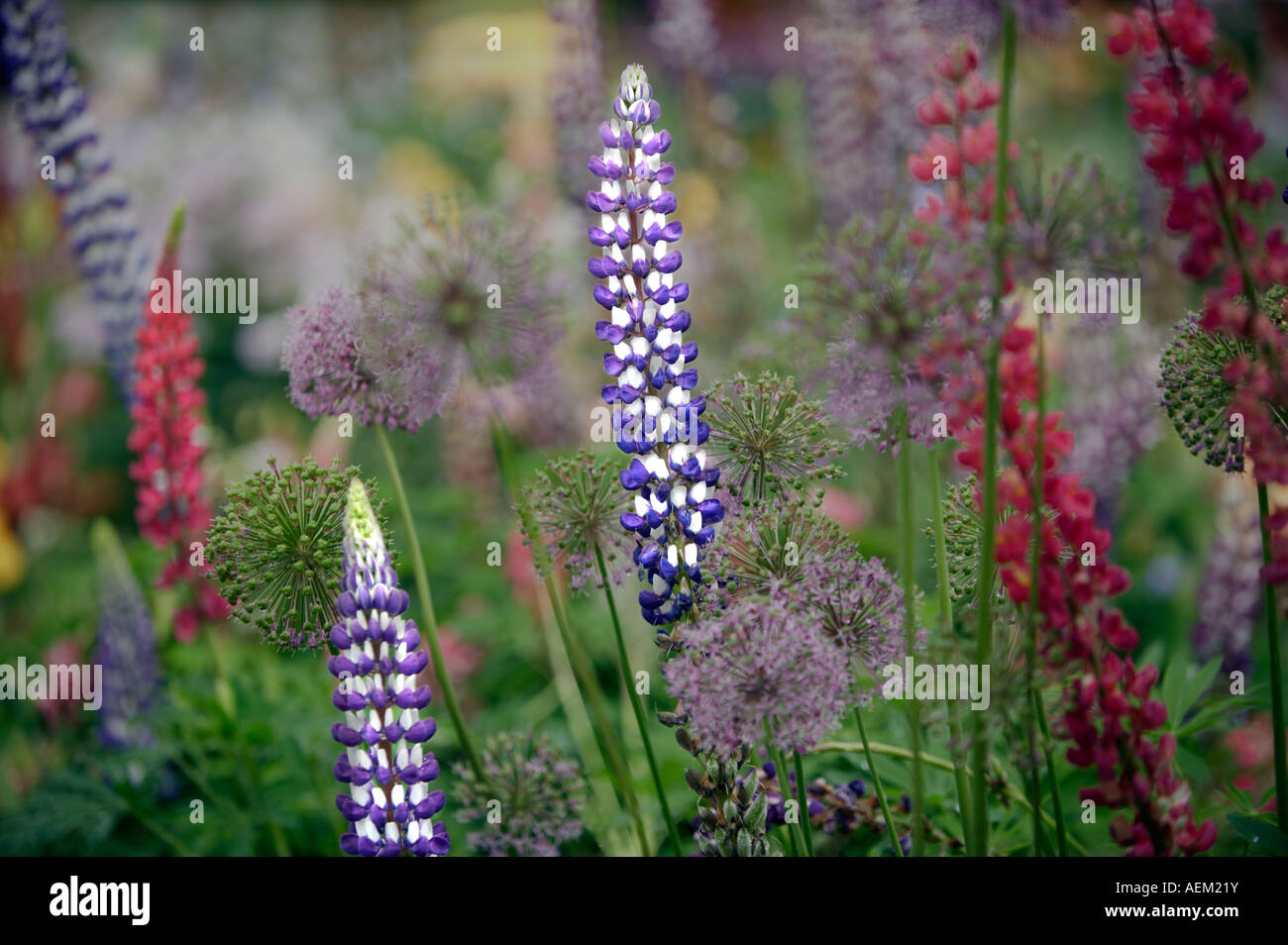 Lupines Schreiner s Iris Gardens Oregon Stock Photo - Alamy