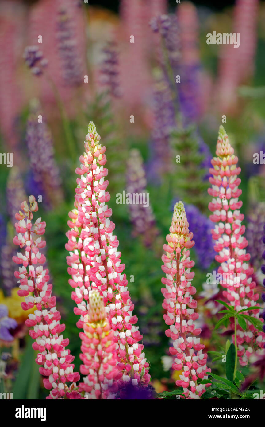 Lupines Schreiner s Iris Gardens Oregon Stock Photo - Alamy