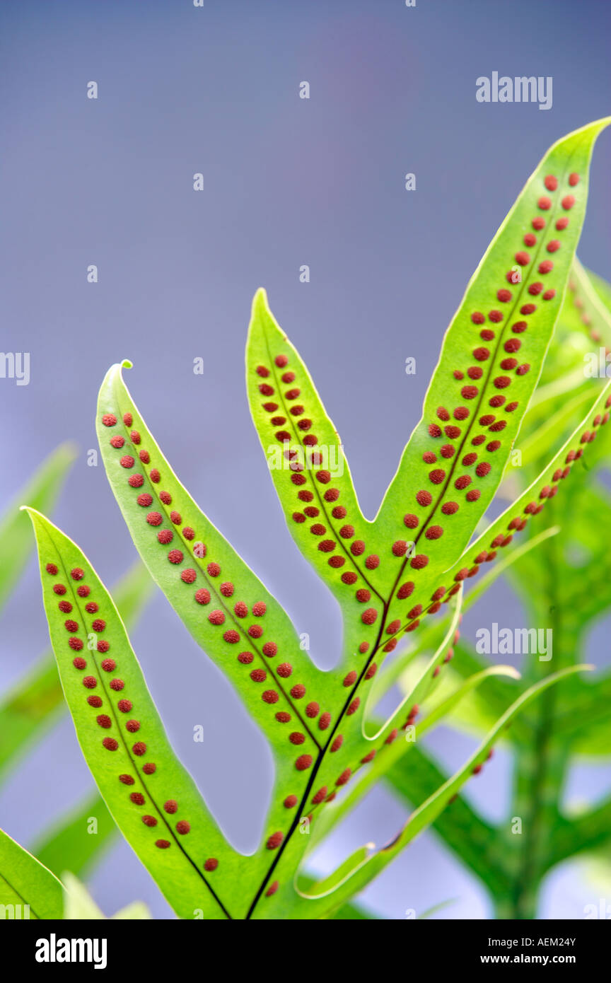 Close up of fern plant showing spores Maui Hawaii Stock Photo - Alamy