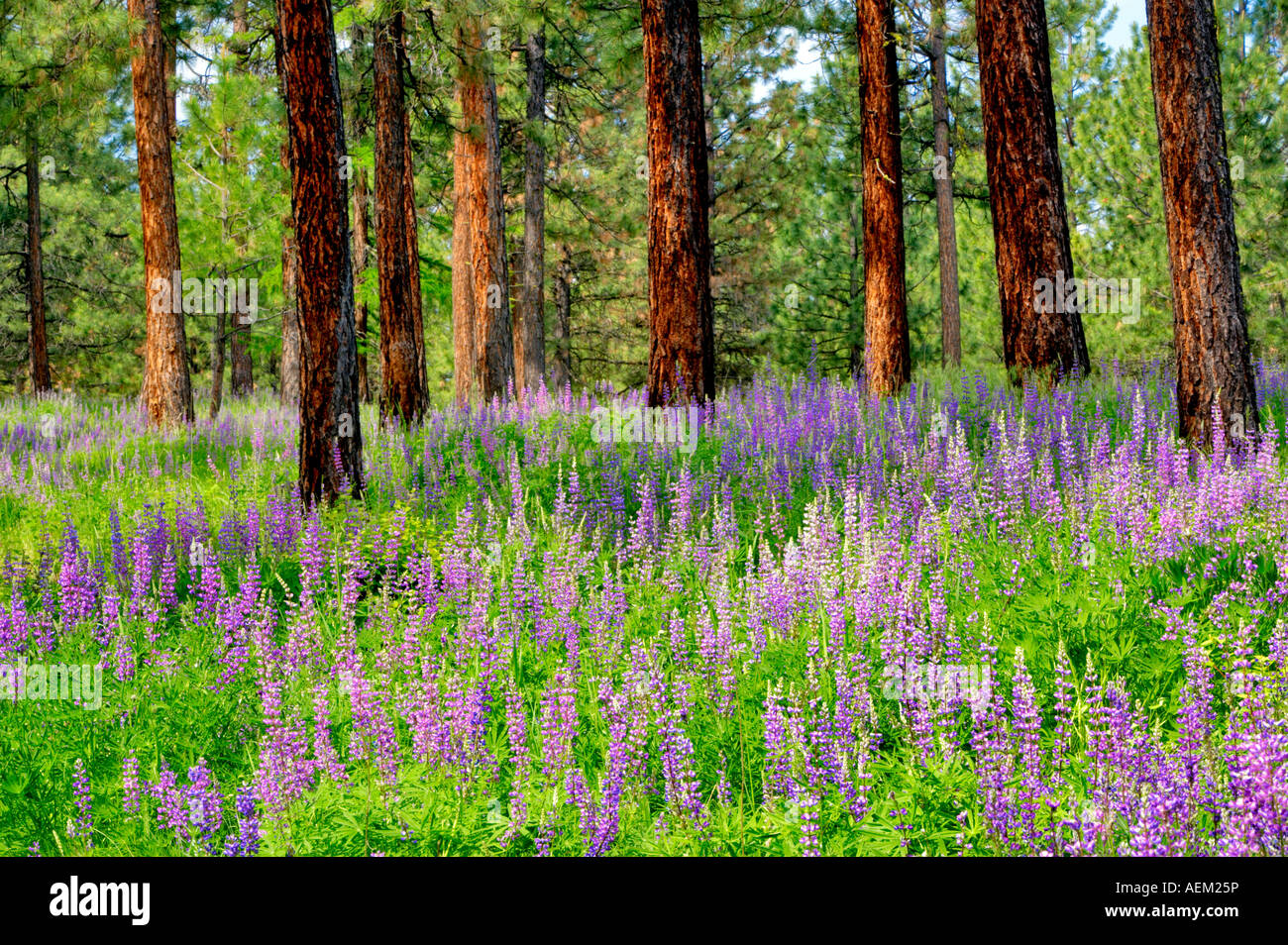 Lupines and Ponderosa Pine trees Wallowa County Oregon Stock Photo - Alamy