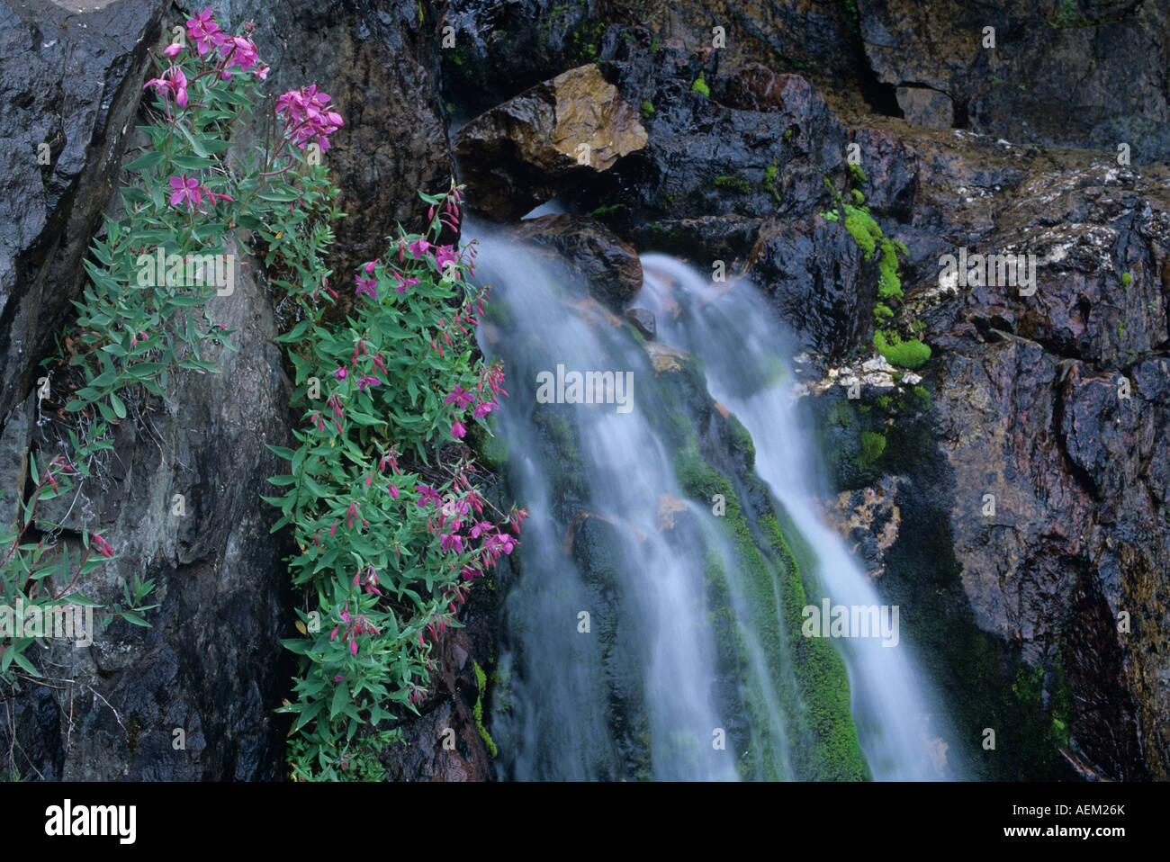 USA Alaska Tongass National Forest Fireweed Epilobium angustifolium by ...