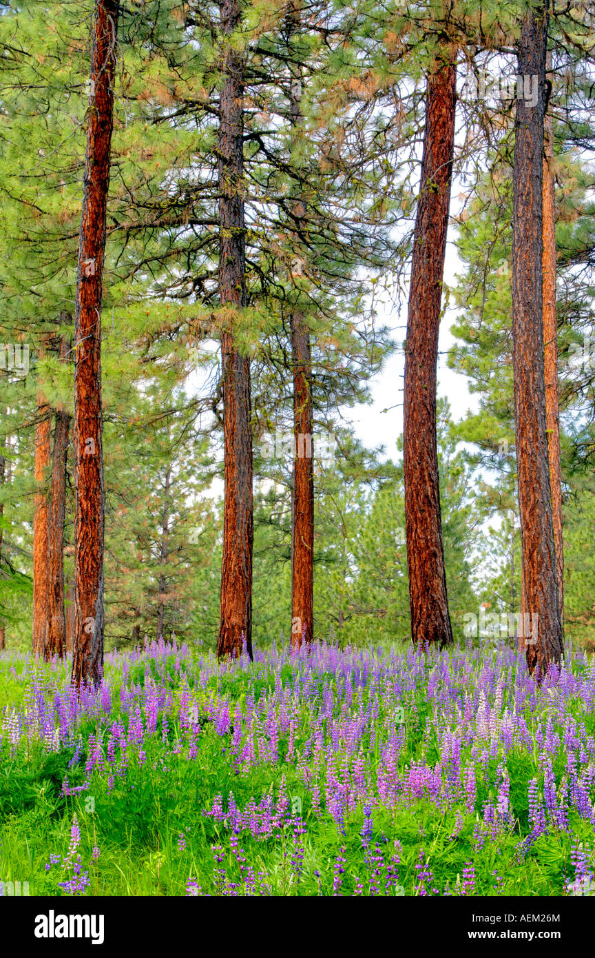Lupines and Ponderosa Pine trees Wallowa County Oregon Stock Photo - Alamy