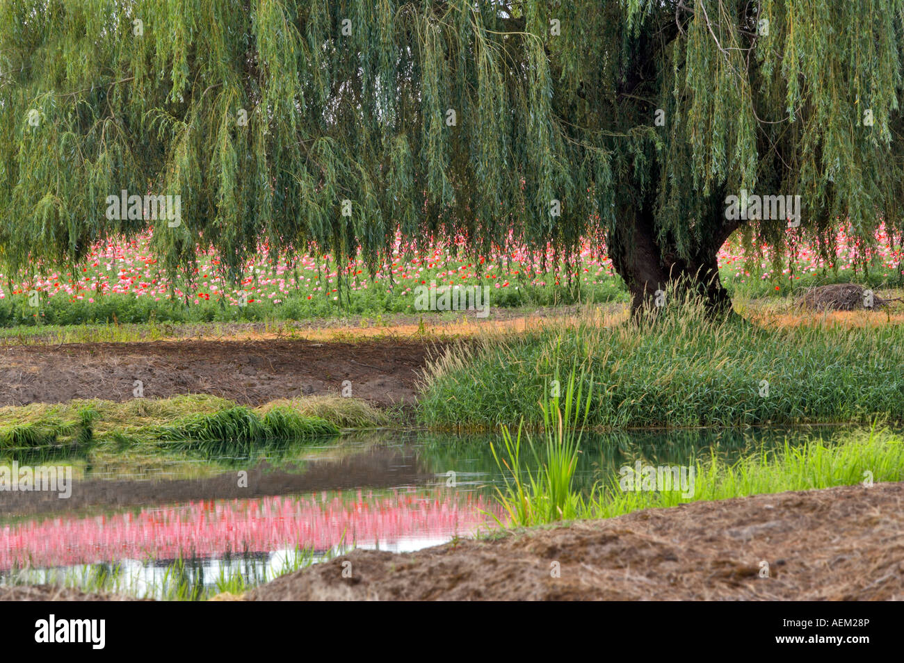 Pond weeping willow tree and poppies reflected in pond Near Silverton ...